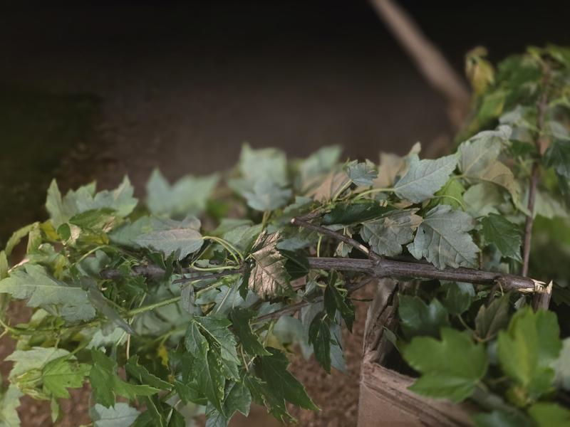 Southern Planters 7 -Gallon Shade Cardinal Red Maple In pot (with soil ...