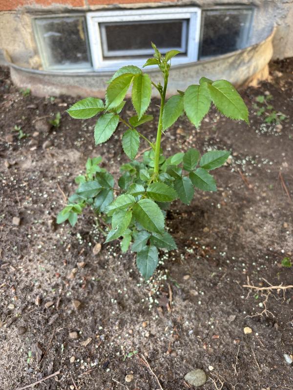Proven Winners Orange At Last Rose (Rosa) Flowering Shrub in 1-Gallon ...