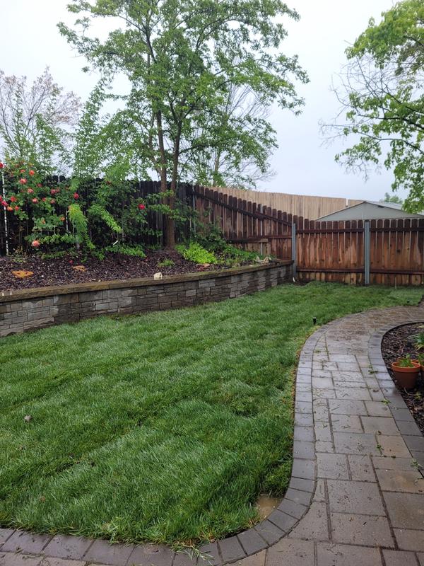 Harmony Outdoor Brands HARMONY HOME Fescue Sod Pallet - High Traffic ...