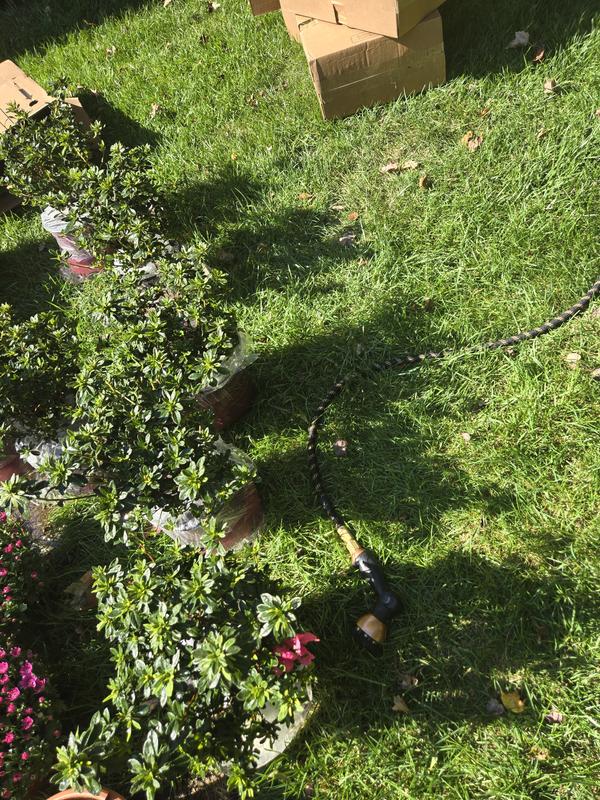 Encore Azalea Pink Autumn Carnival Azalea Flowering Shrub in 2-Gallon ...