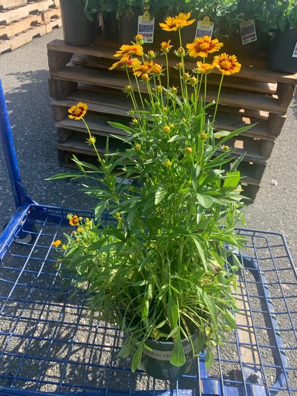Monrovia Multicolor Coreopsis Plant in 1 -Gallon Pot in the Perennials ...