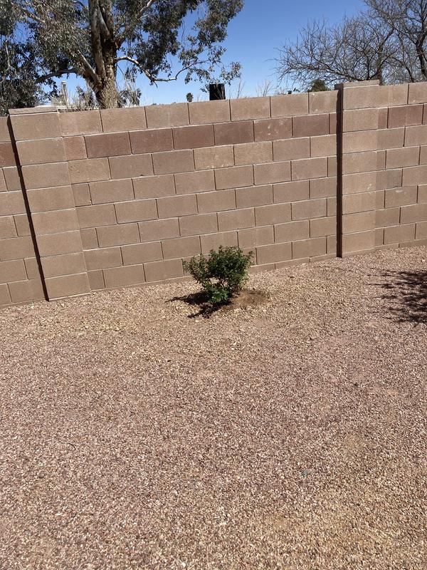 Lowe's Mixed Escallonia Flowering Shrub In Pot (With Soil) NURSERY at ...