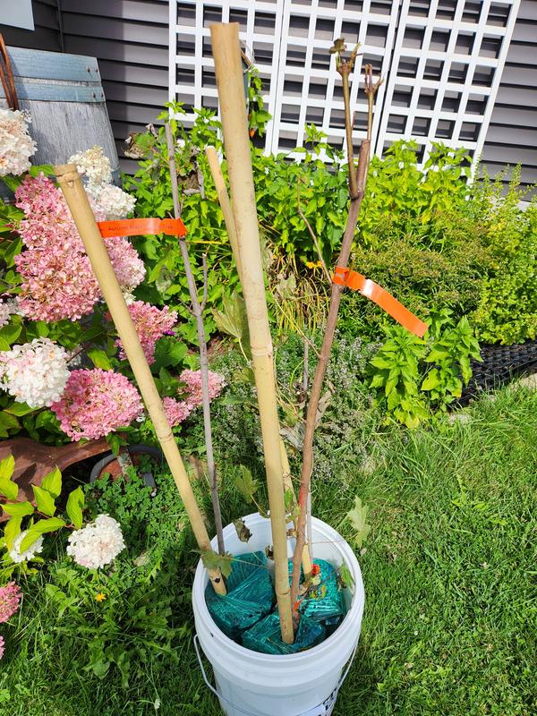 Shade Autumn Blaze Red Maple Bare Root (With Soil) SHMP002 at Lowes.com