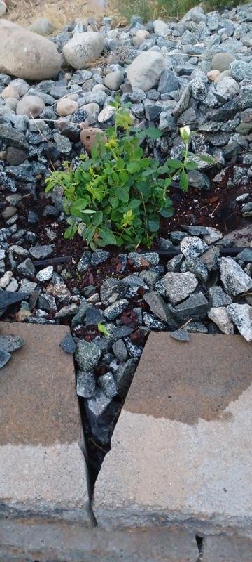 Proven Winners White Reminiscent Crema Rose (Rosa) Flowering Shrub in 1 ...