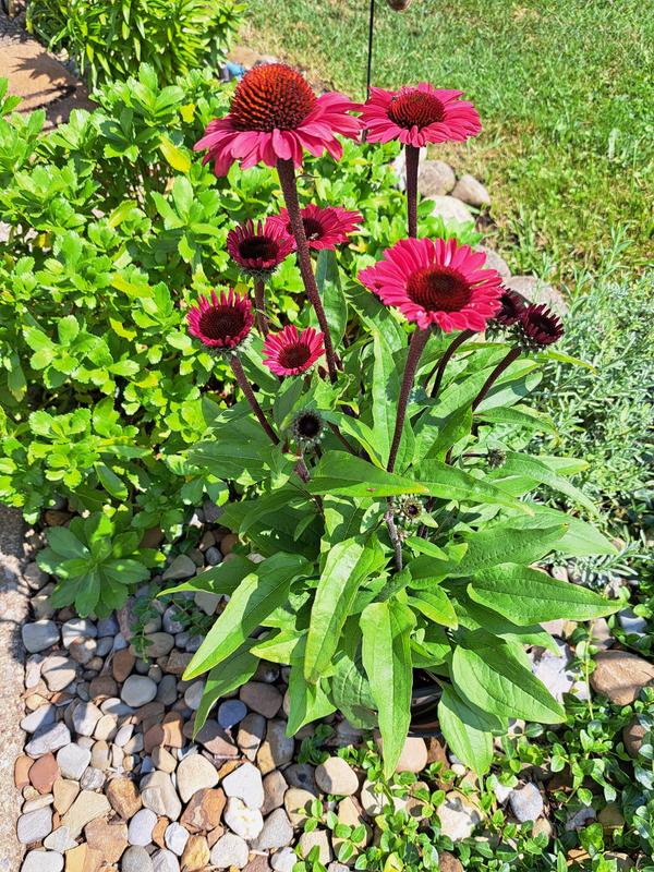 Monrovia Red Sunseekers Red Coneflower Plant in 1-Gallon Pot NURSERY at ...