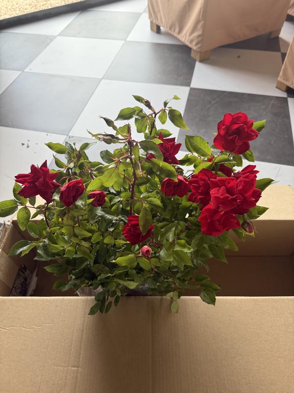 Monrovia Red Grace N' Grit Shrub Rose 1.73 -Gallon 1 -Pack in Pot in ...