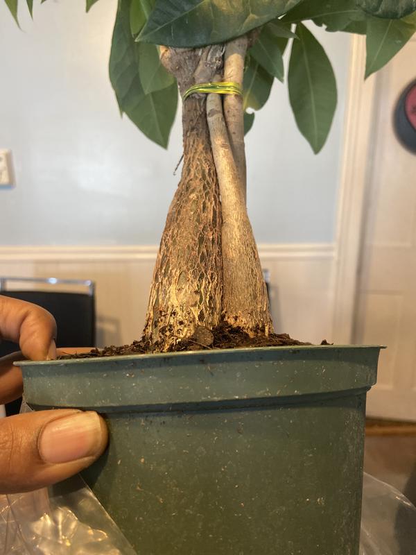 Altman Plants Money Tree House Plant in 11-oz Pot 0872659 at Lowes.com