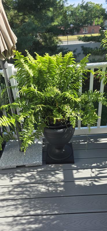 Lowe's Giant Sword Fern Accent Shrub in 1.72 -Gallon Pot 1 -Pack in the ...