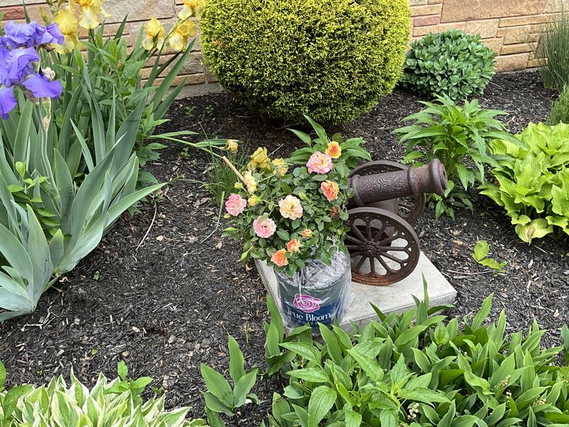 Altman Plants Multicolor True Bloom Sincerity Rose 8-Quart in Pot ...