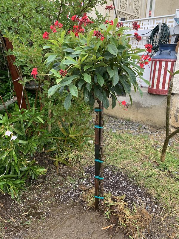 Monrovia Red Compact Spicy Jatropha Flowering Shrub in 3.58-Gallon Pot ...