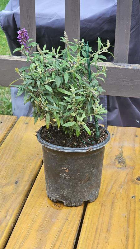 Flowerwood Purple Little Grape Butterfly Bush Flowering Shrub in 2.5 ...