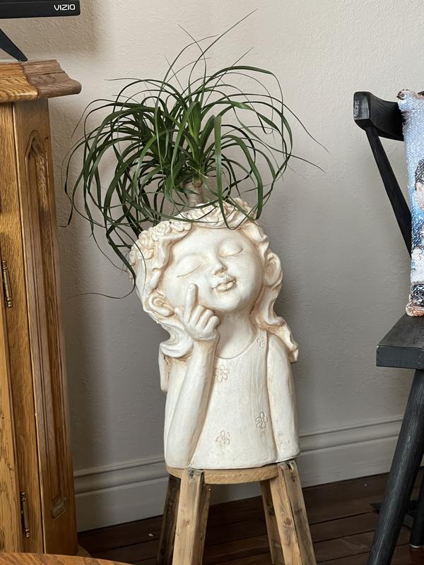 LiveTrends Cellar House Plant in 36-oz Pot ASB06669 at Lowes.com