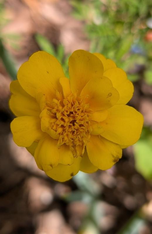 Lowe's 6 -Pack Multicolor Marigold 6 -Pack - Low Maintenance in the ...