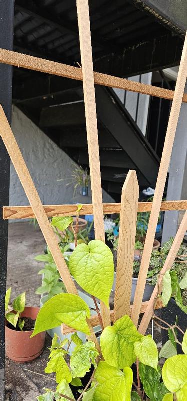 Style Selections 29.5-in W x 37.5-in H Natural Cedar Fan Garden Trellis ...