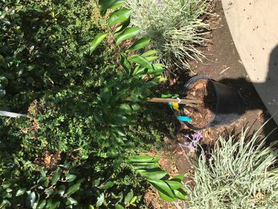 Lowe's 2.25-GAL Tangelo Tree - Citrus limon - Medium Growth Rate - Full ...