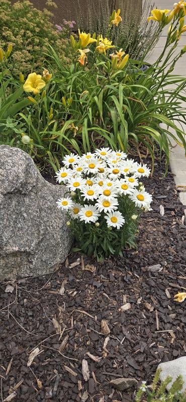 Lowe's Multicolor Shasta Daisy Plant in 2 -Quart Pot 1 -Pack in the ...