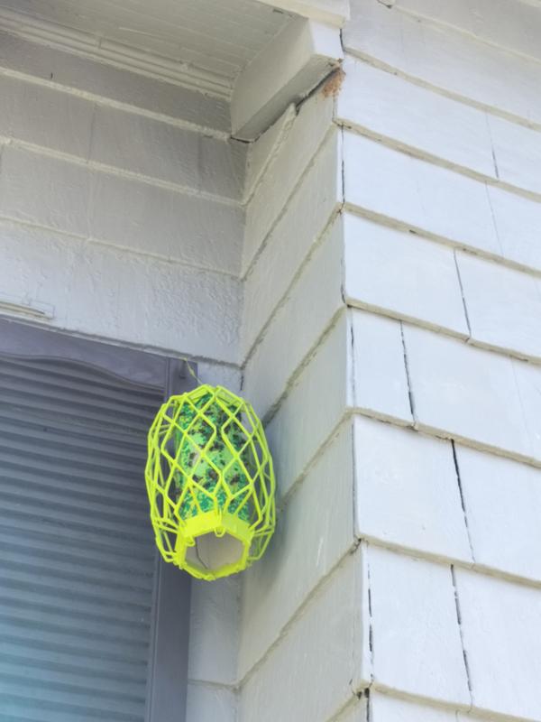RESCUE! Wasps Trapstick Outdoor Insect Trap TSW-FD48 at Lowes.com