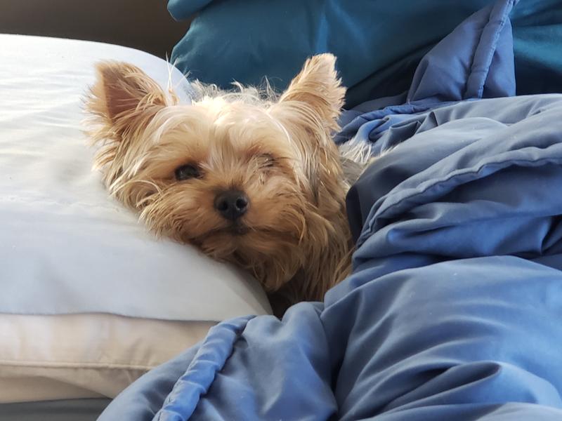 DreamBone CollaYUMS No-rawhide chews for Dog Chicken Peanut Butter ...