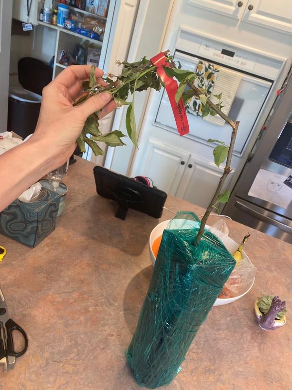 Fruit Fuji Apple Bare Root (With Soil) FTAP002 at Lowes.com