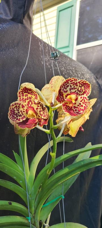 Better-Gro Mixed Color Vanda Orchid House Plant - 0.98 Quart - High ...