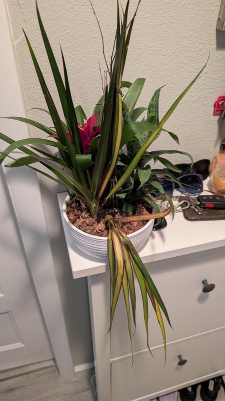 Better-Gro Mixed Bromeliads House plant in 1.8 Pint(s) Pot 1 -Pack in ...