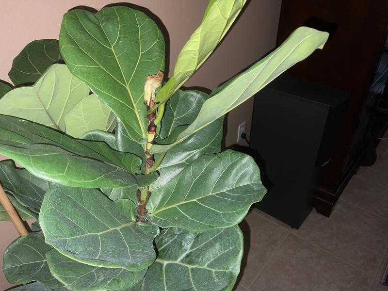 Costa Farms Bambino Fiddle Leaf Fig Ficus Lyrata House Plant in 6-in ...