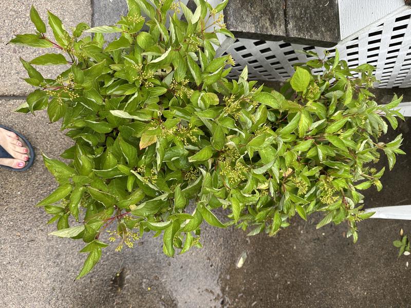 First Editions White Firedance Red Twig Dogwood Accent Shrub in 2 ...