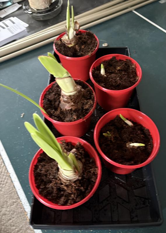 Garden State Bulb Narcissus Paperwhites Ziva 3CT - Grow Kit PBS in the ...