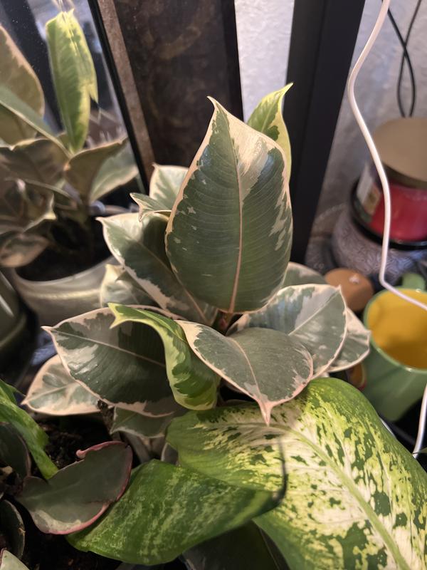 Costa Farms FIcus House plant in 1.4 Quart(s) Self-watering pot 1 -Pack ...