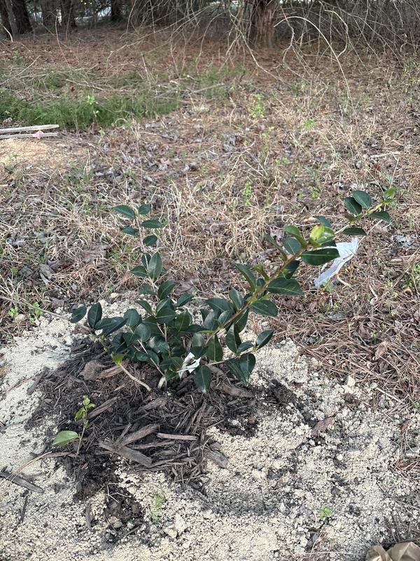 Flowerwood White Mine-no-yuki Camellia Foundation/Hedge Shrub in 2.5 ...