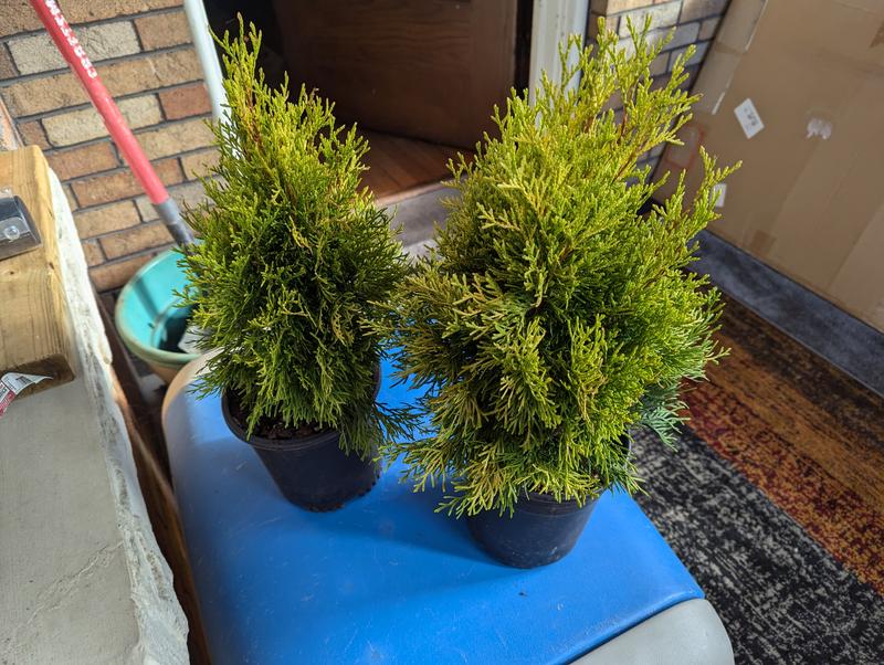 Janed Gold Arborvitae Feature Shrub in 2.5-Quart Pot O883101 at Lowes.com
