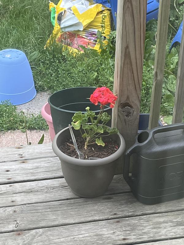 Lowe's 1.0 Pint Multicolor Geranium 1 -Pack in the Annuals department ...