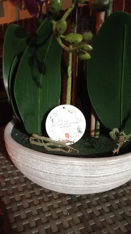 allen + roth 22-in White Indoor Orchid Artificial Flower in the ...