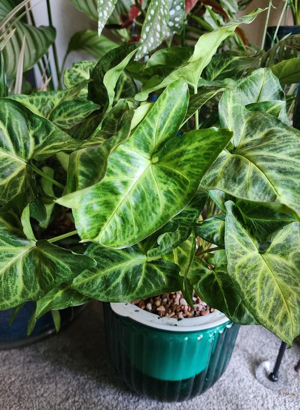 Lowe's Arrowhead Plant House plant in 1.4 Quart(s) Hanging basket 1 ...