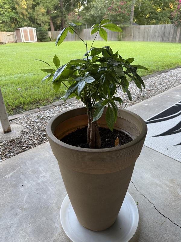Costa Farms White Specialty Pachira Money Tree House plant in 1.25 Pint ...