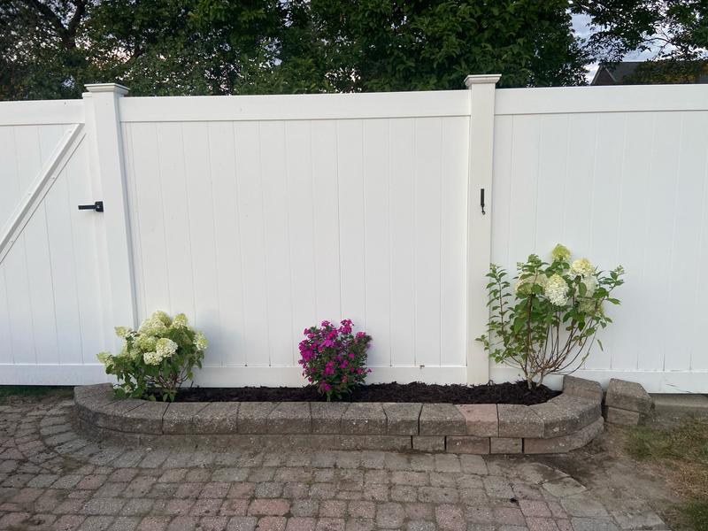 Lowe's 2.00 -Gallon First Editions#174 Little Hottie#174 Flowering ...