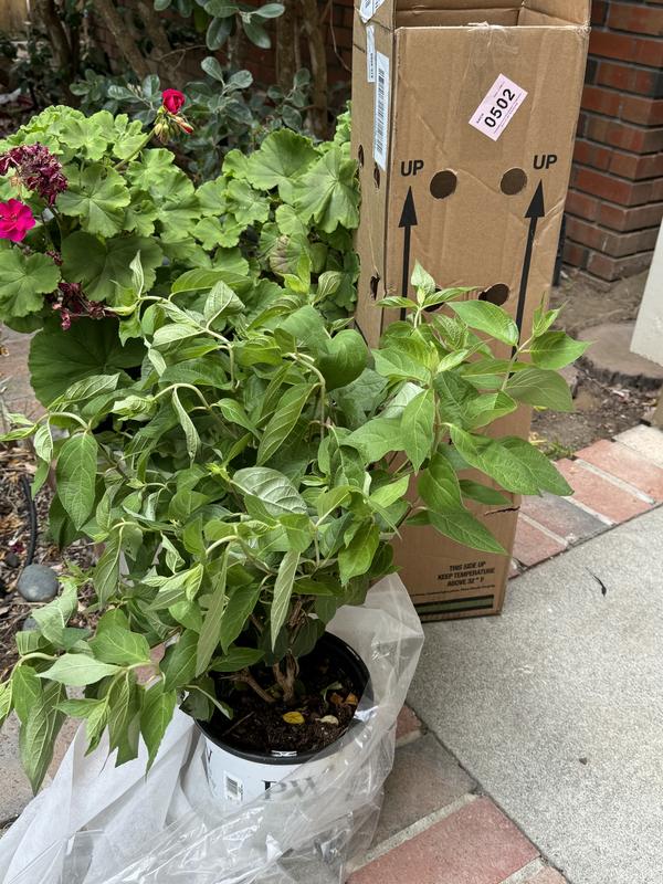 Proven Winners Multicolor Pinky Winky Prime Panicle Hydrangea ...