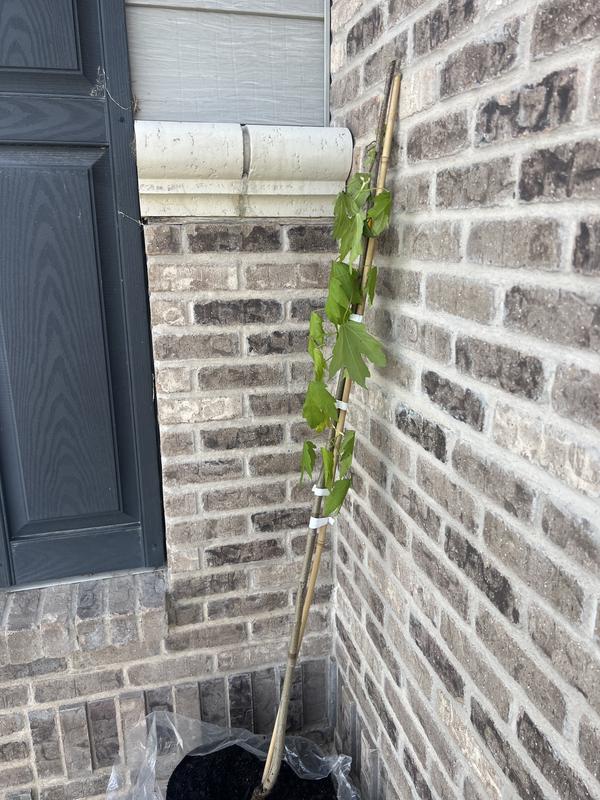 Southern Planters 7 -Gallon Shade Armstrong Maple In pot (with soil) in ...