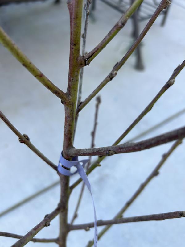 Online Orchards Cold Hardy Peach Tree (Prunus persica) - Self ...