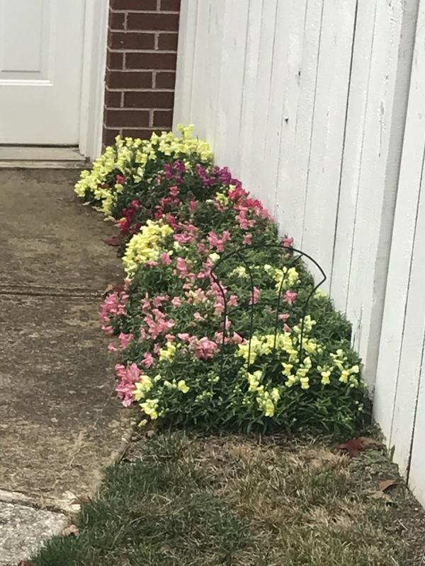 Metrolina Greenhouses Multicolor Snapdragon in 1-Pint Pot 6-Pack in the ...