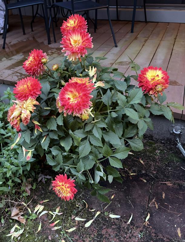 Lowe's 2.5 Gallon(s) Multicolor Dahlia 1 -Pack in the Annuals ...