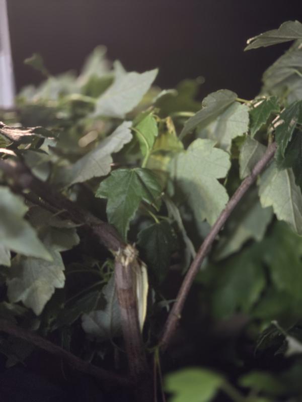 Southern Planters 7 -Gallon Shade Cardinal Red Maple In pot (with soil ...