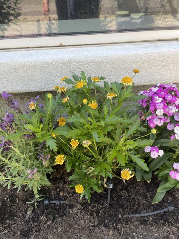 Lowe's Yellow Euryops Plant in 2.5 -Quart Pot 1 -Pack in the Perennials ...