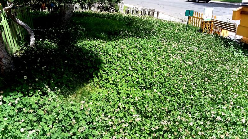 Gardens Alive! White Dutch Clover Cover Crop Seeds 16-oz 09552 at Lowes.com