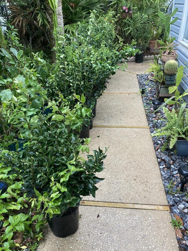Flowerwood 2.5 -Gallon Wavy Leaf Ligustrum Recurvifolia Flowering Shrub ...