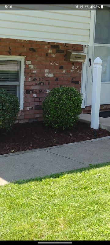 Lowe's Blue Prince Holly Shrub in 1.5-Gallon (s) 096565002344 at Lowes.com