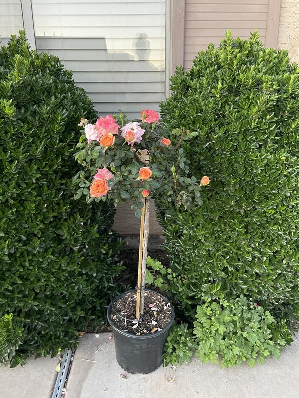 Lowe's Multicolor Rose Flowering Shrub in 2.25-Gallon Pot 5328522 at ...