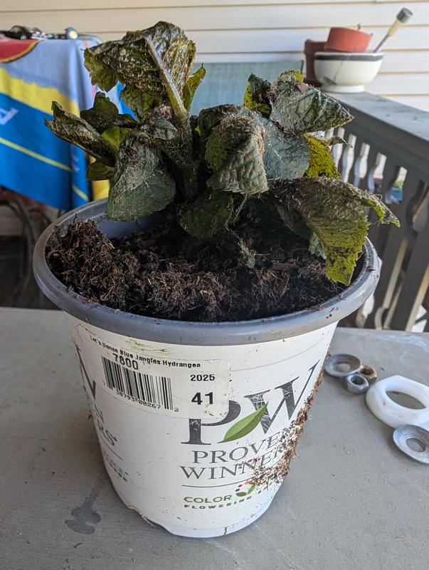 Proven Winners Multicolor Let's Dance Blue Jangles Reblooming Hydrangea ...