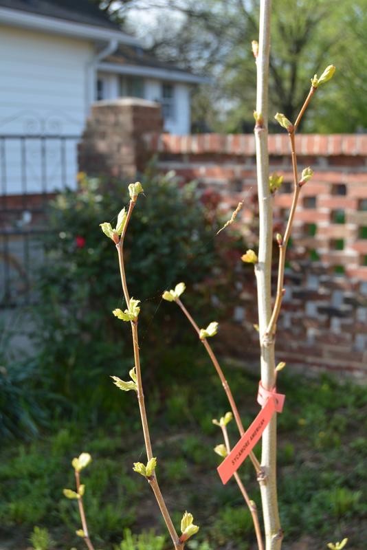 Southern Planters 1 Count Shade American Sycamore In pot (with soil) in ...
