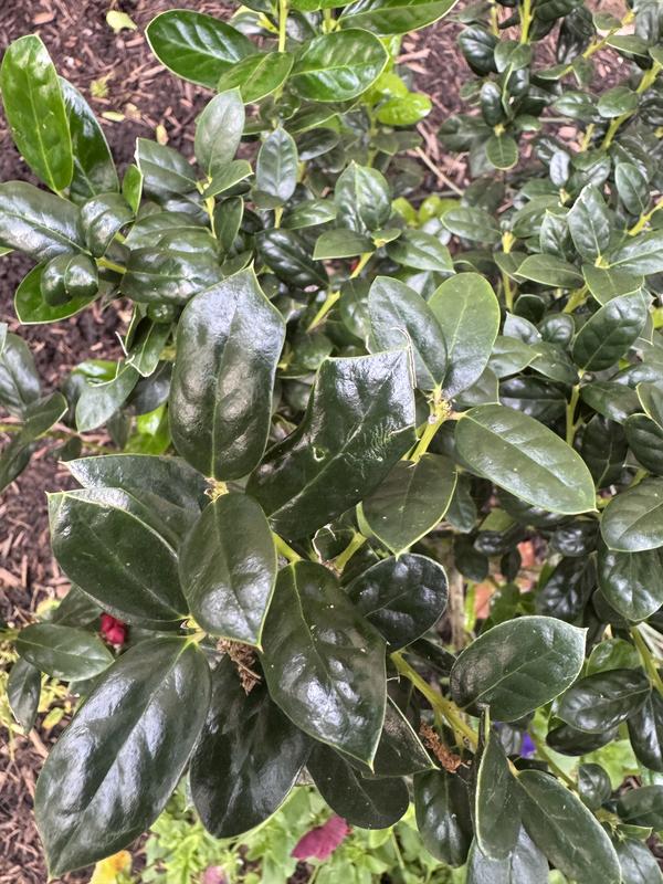 Lowe's 2.25 -Gallon Burford Dward Holly in the Shrubs department at ...